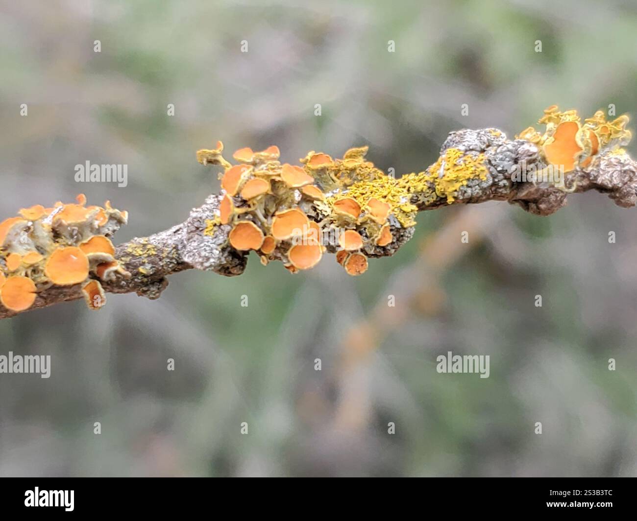 Golden-eye Lichen (Teloschistes chrysophthalmus Stock Photo - Alamy