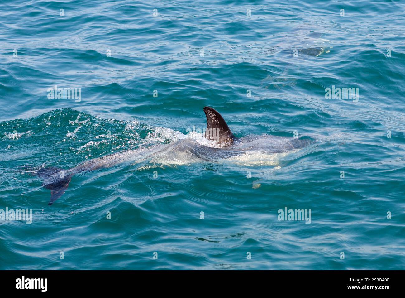 Common dolphin (Delphinus delphis) swimming next to a yacht in the Rade ...