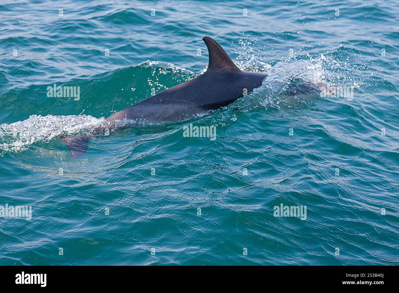 Common dolphin (Delphinus delphis) swimming next to a yacht in the Rade ...