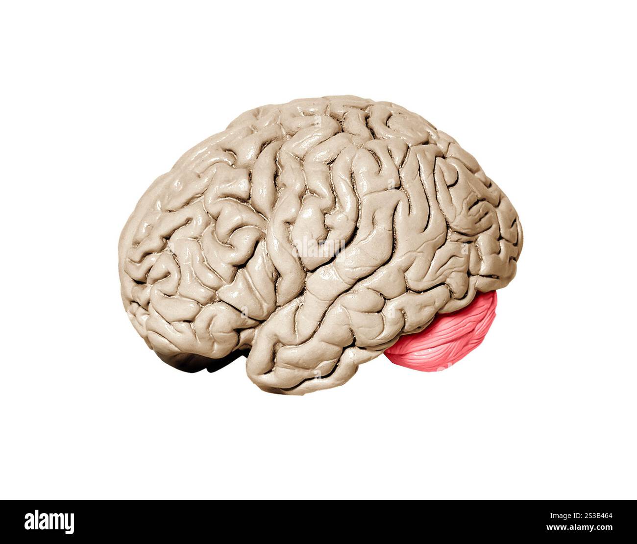 Human brain model on white background. Human brain model Stock Photo ...