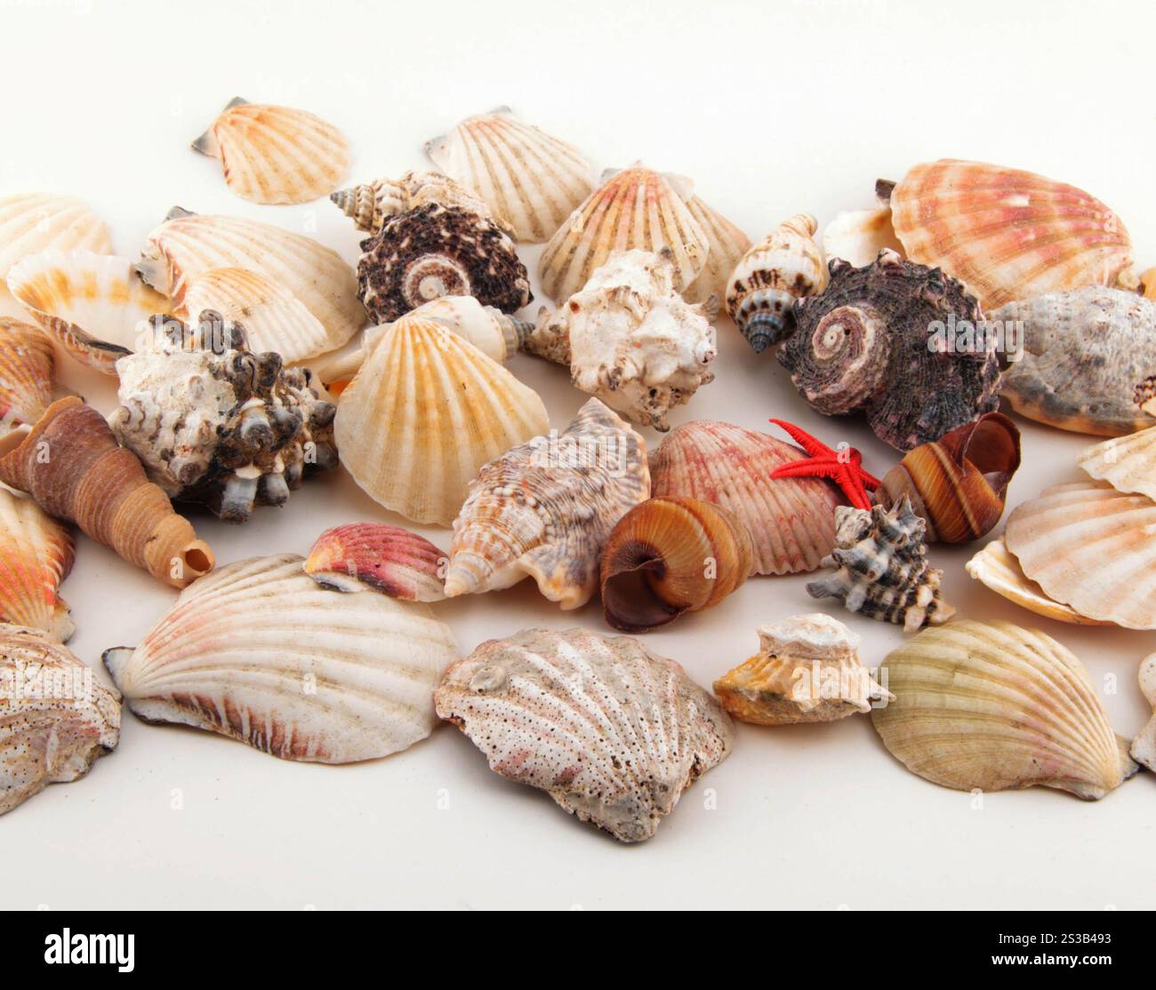 Seashell collection isolated on white background. Seashell collection ...
