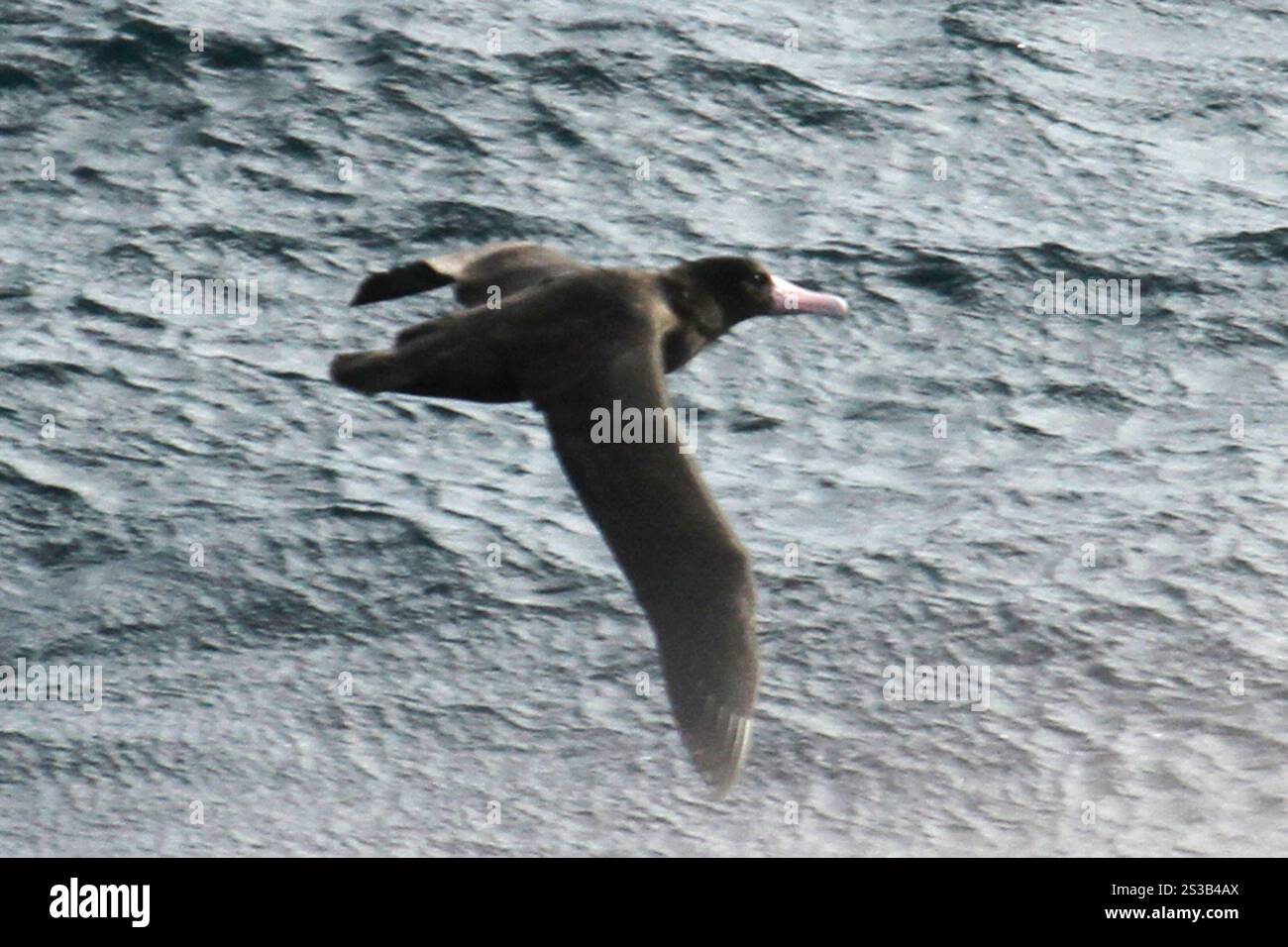Short-tailed Albatross (Phoebastria albatrus Stock Photo - Alamy