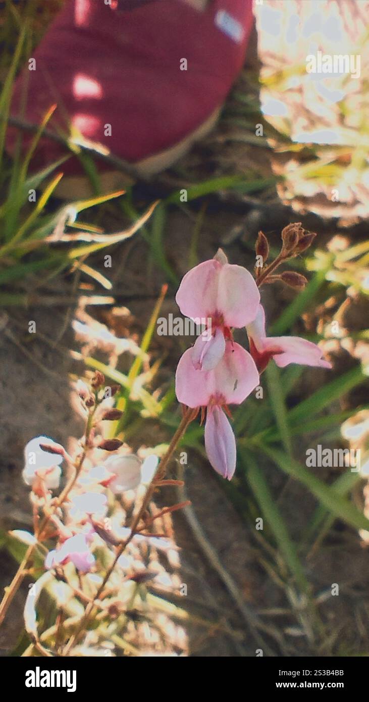 creeping beggarweed (Desmodium incanum Stock Photo - Alamy