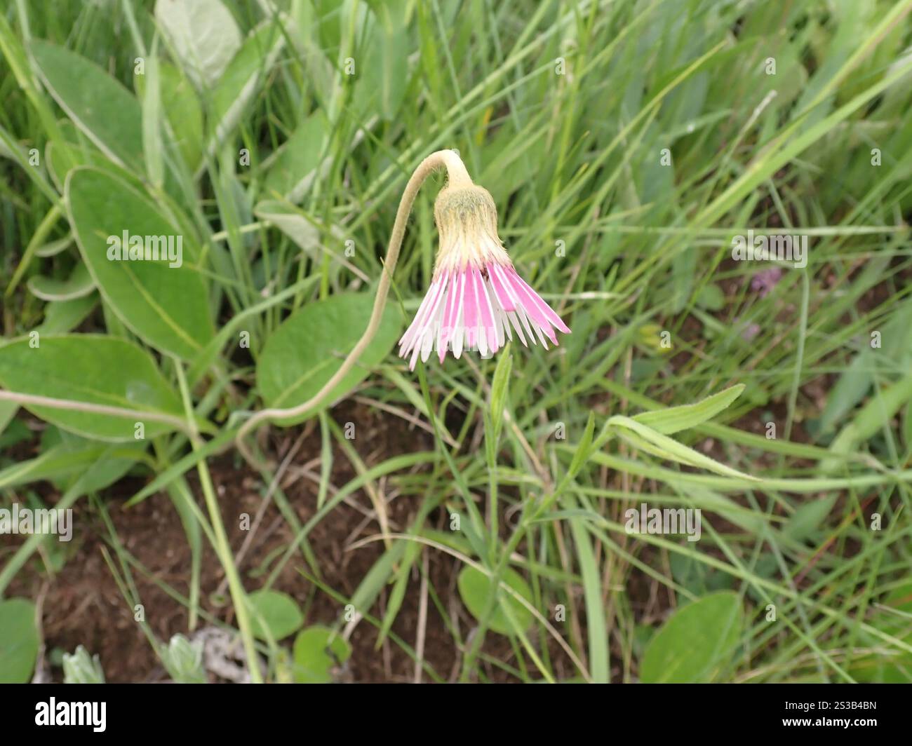 Butter Gerbera (Gerbera ambigua Stock Photo - Alamy