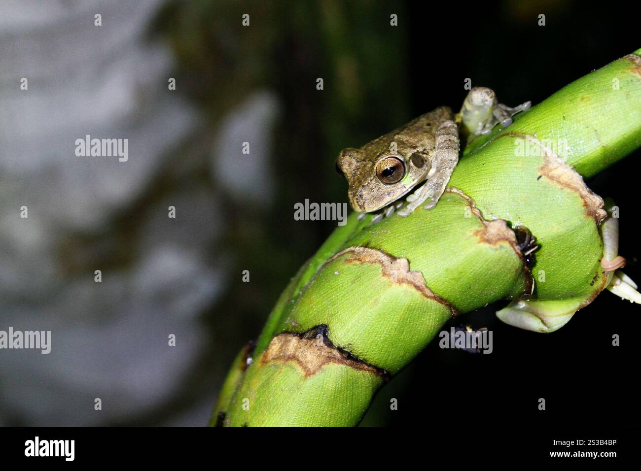Mosquito Coast Tree Frog (Smilisca manisorum Stock Photo - Alamy