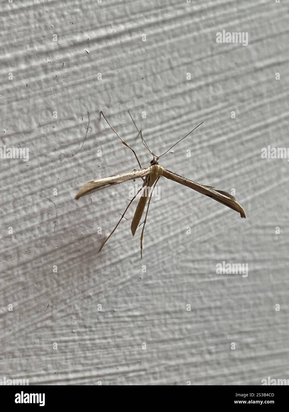 Morning-glory Plume Moth (Emmelina monodactyla Stock Photo - Alamy
