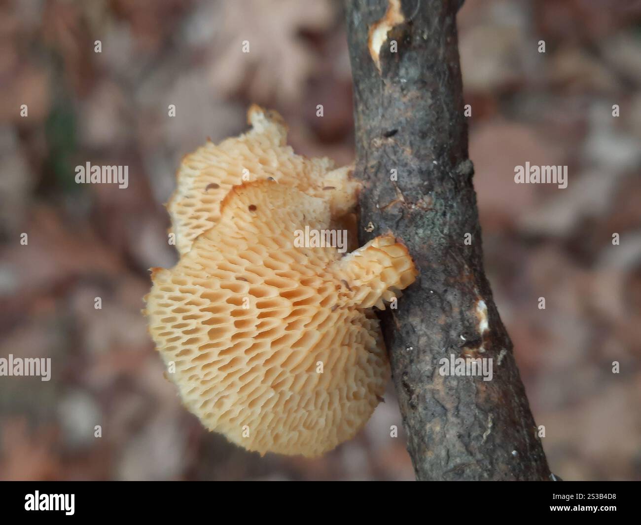 hexagonal-pored polypore (Neofavolus alveolaris Stock Photo - Alamy