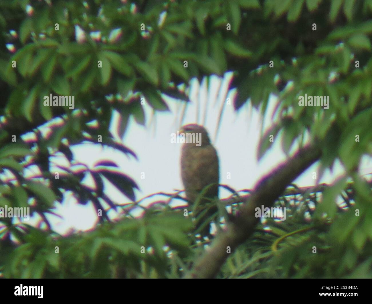 Western Banded Snake-Eagle (Circaetus cinerascens Stock Photo - Alamy