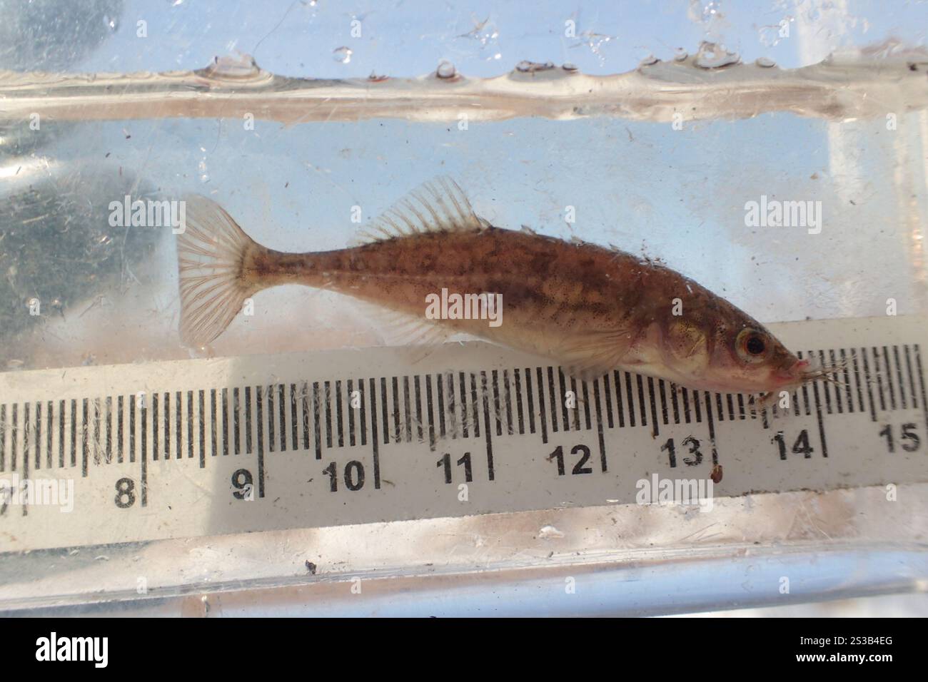 Brook Stickleback (Culaea inconstans Stock Photo - Alamy