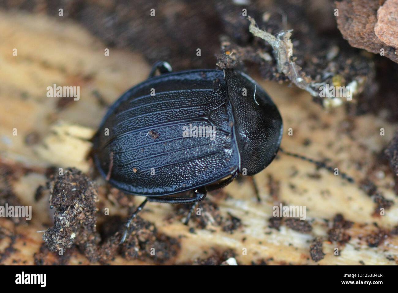 Black snail beetle (Phosphuga atrata Stock Photo - Alamy