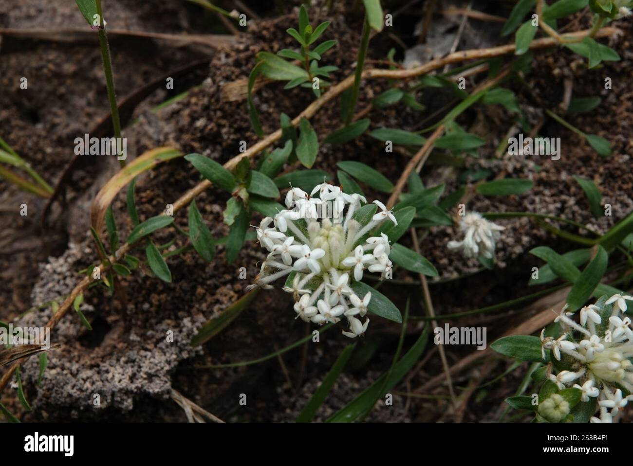 Common Rice-flower (Pimelea humilis Stock Photo - Alamy