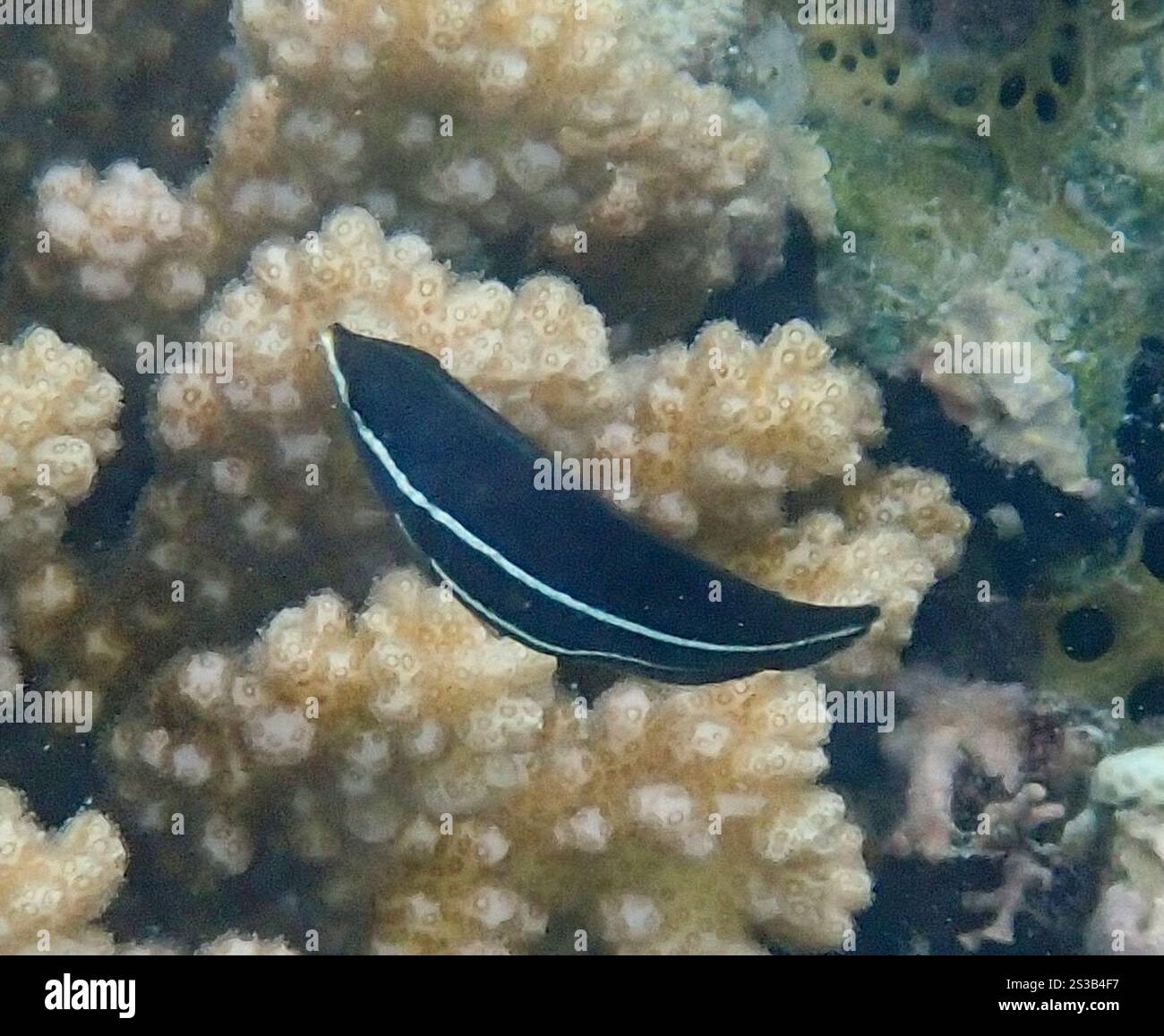 Tubelip Wrasse (Labrichthys unilineatus Stock Photo - Alamy