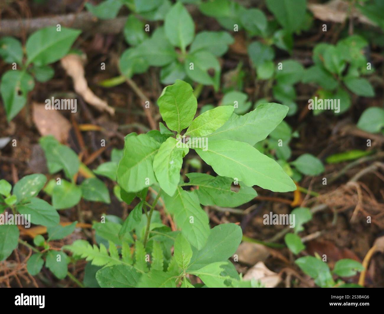 Jerusalem cherry (Solanum pseudocapsicum Stock Photo - Alamy