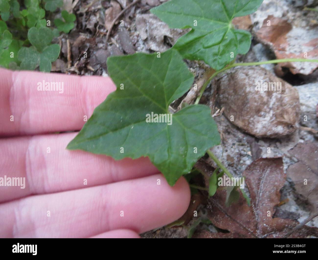 creeping cucumber (Melothria pendula Stock Photo - Alamy