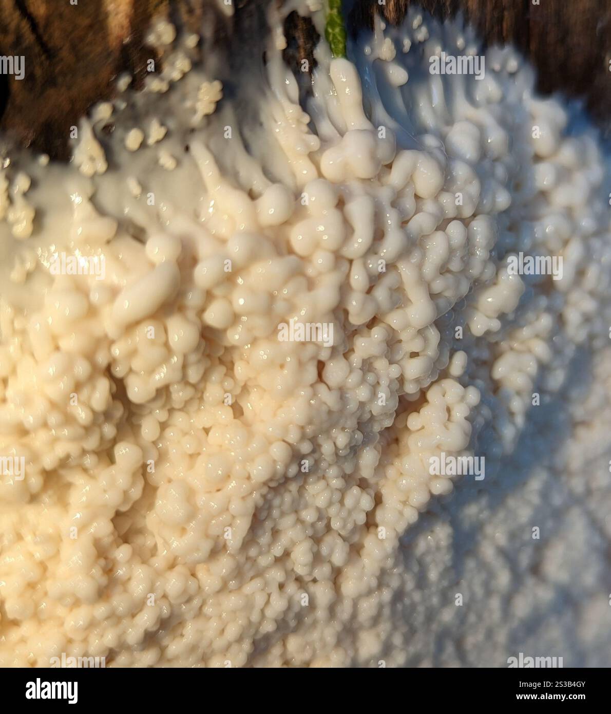 Tapioca Slime Mold (Brefeldia maxima Stock Photo - Alamy
