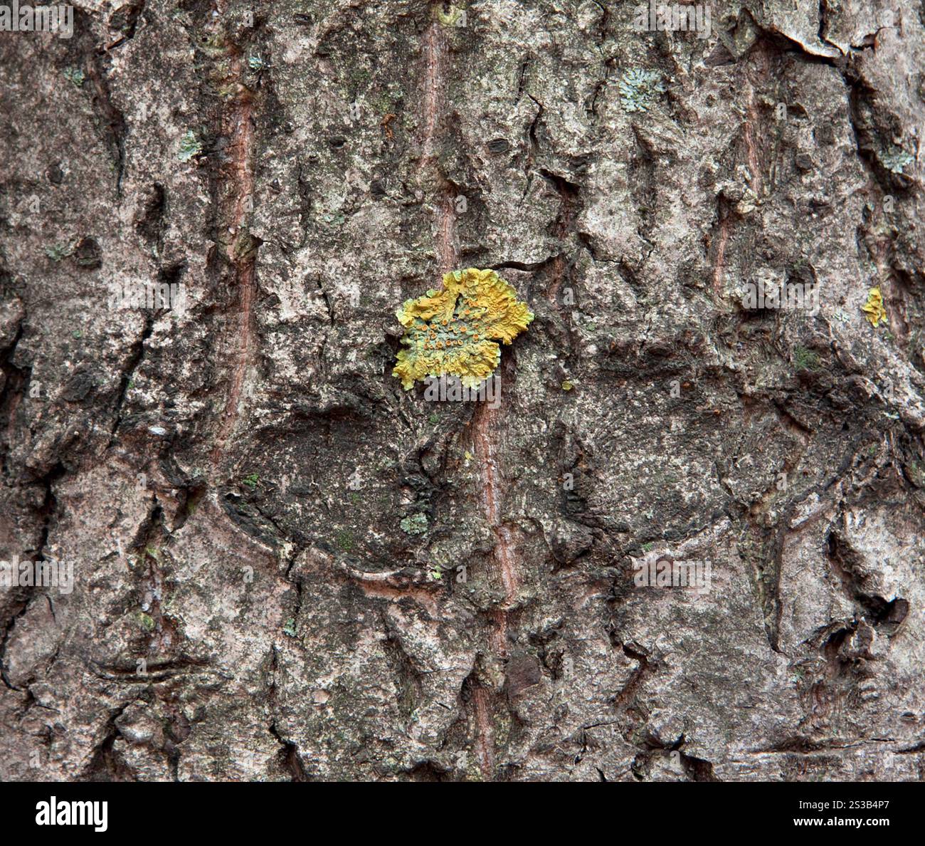 Peel tree with growing close up. Peel tree with growing Stock Photo - Alamy