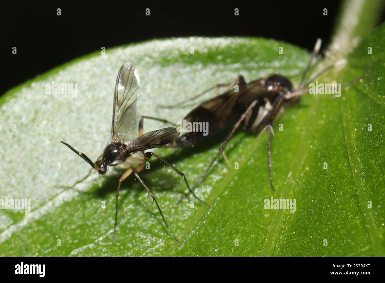 Fungus Gnats and Gall Midges (Sciaroidea Stock Photo - Alamy