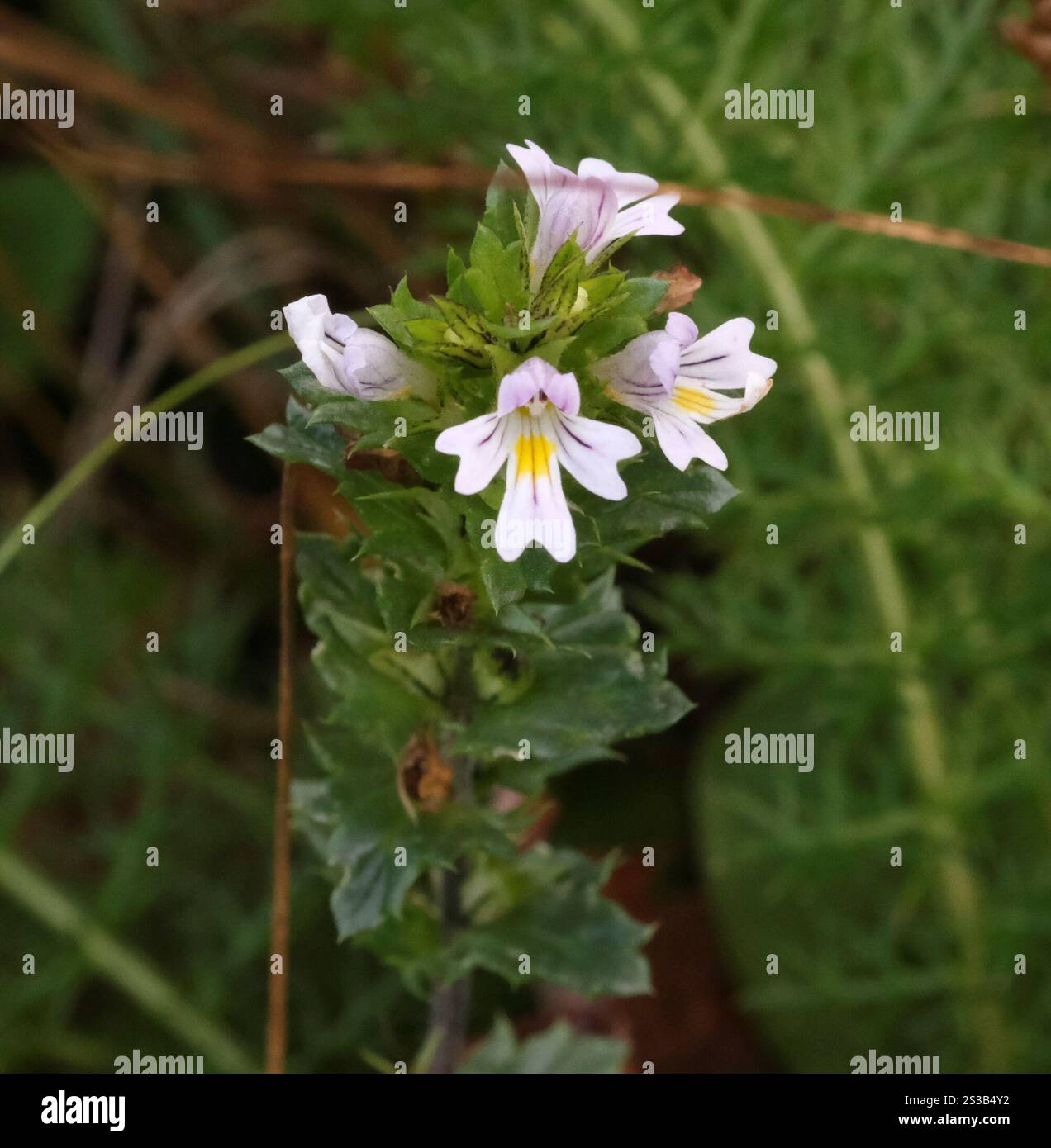 Common Eyebright (Euphrasia nemorosa Stock Photo - Alamy