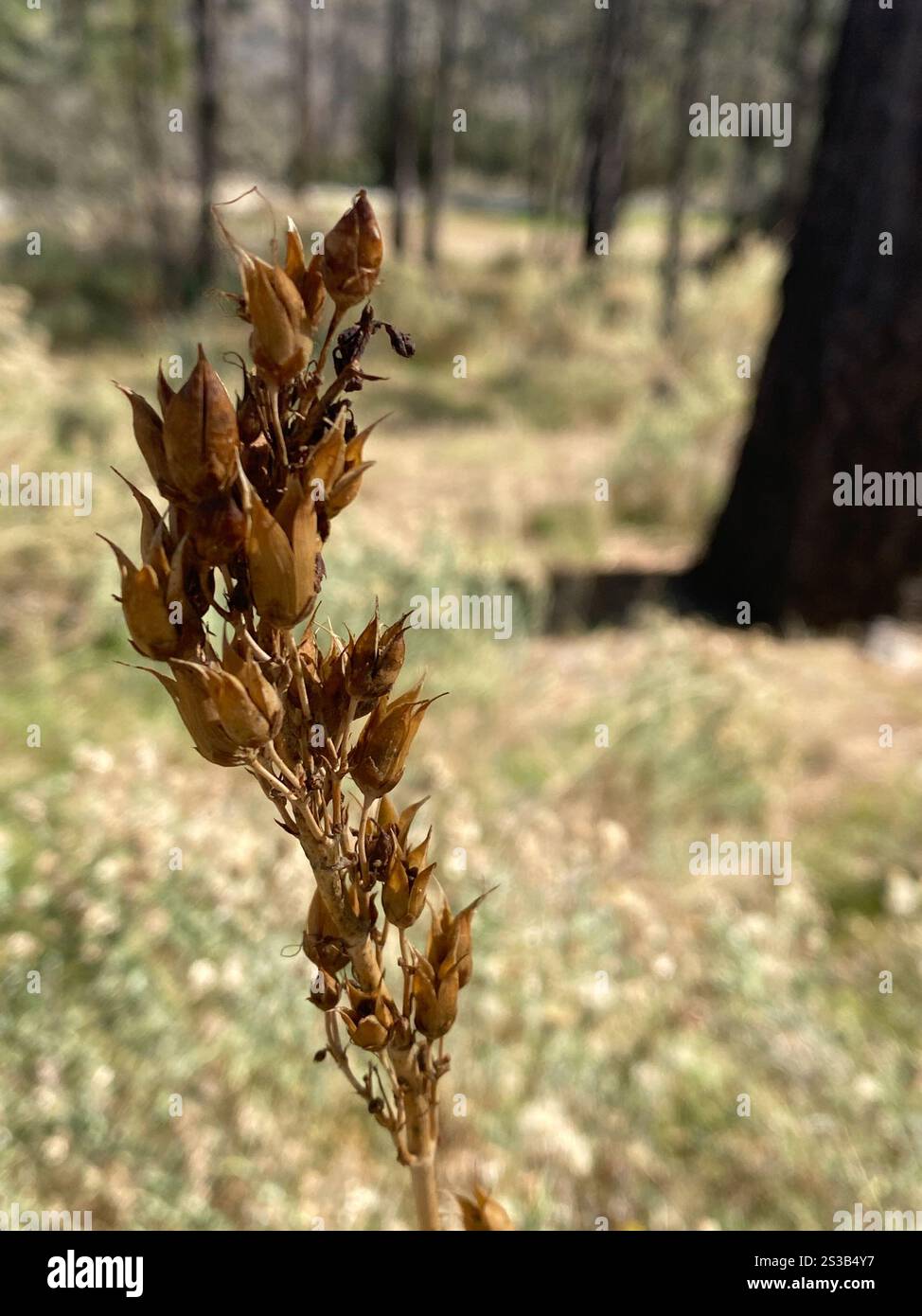 scarlet bugler (Penstemon centranthifolius Stock Photo - Alamy