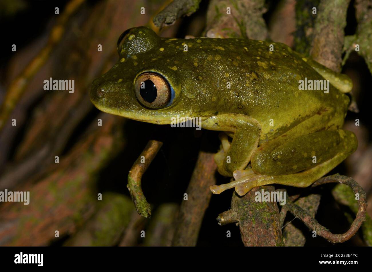 Seychelles Tree Frog (Tachycnemis seychellensis Stock Photo - Alamy