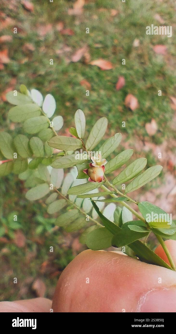 stone breaker tea (Phyllanthus niruri Stock Photo - Alamy