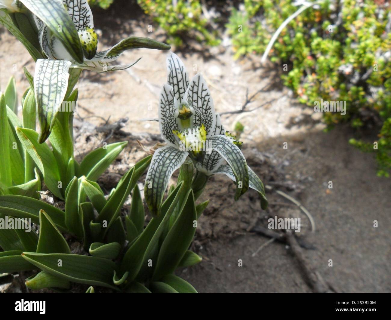 Porcelain orchid (Chloraea magellanica Stock Photo - Alamy