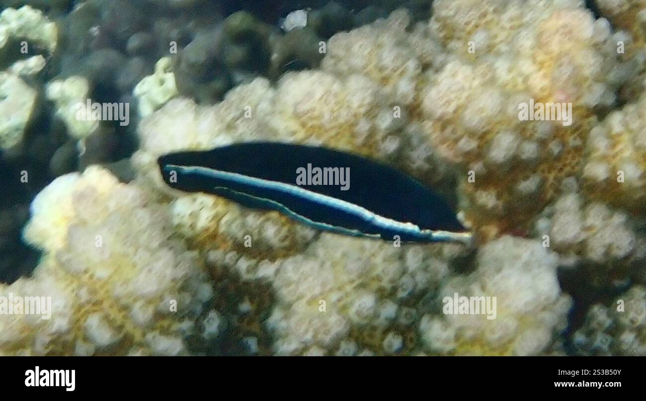 Tubelip Wrasse (Labrichthys unilineatus Stock Photo - Alamy