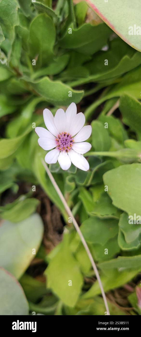 trailing African daisy (Dimorphotheca fruticosa Stock Photo - Alamy