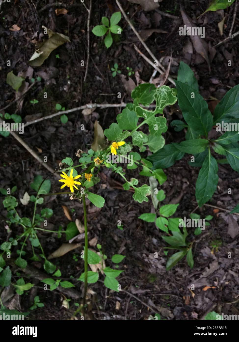 Butterweed (Packera glabella Stock Photo - Alamy