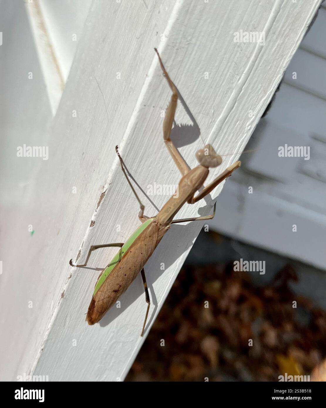 Chinese Mantis (Tenodera sinensis Stock Photo - Alamy