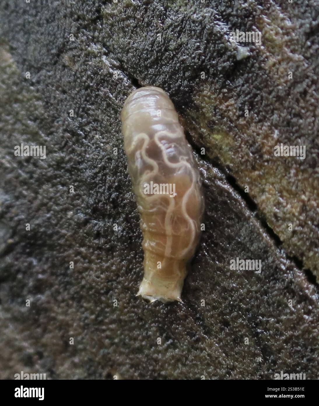 Typical Crane Flies (Tipuloidea Stock Photo - Alamy