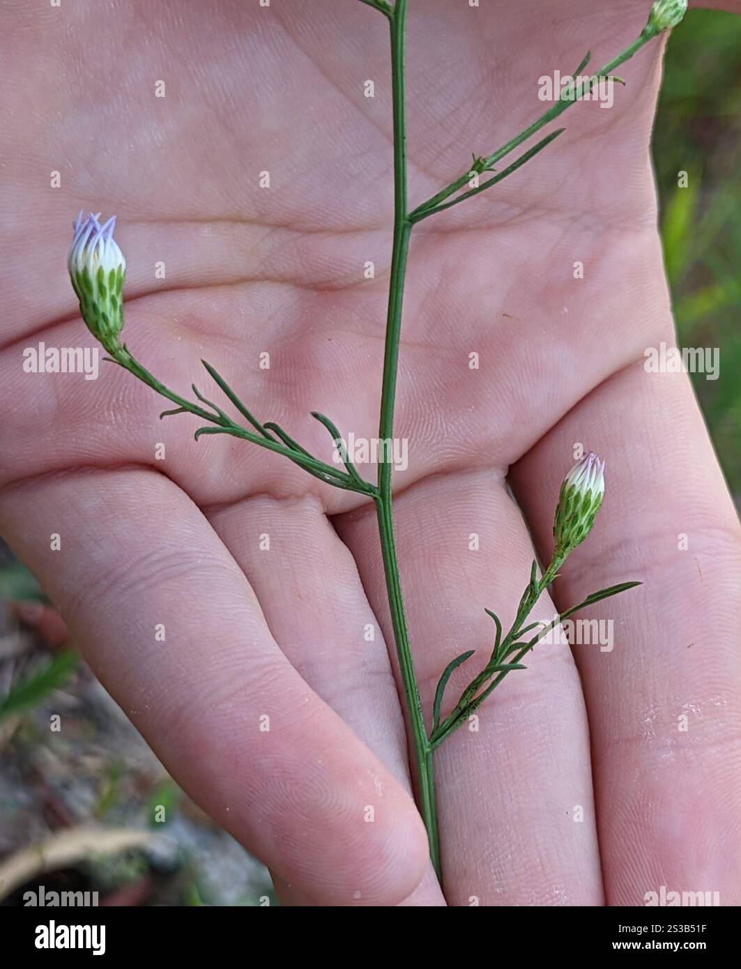 American asters (Symphyotrichum Stock Photo - Alamy