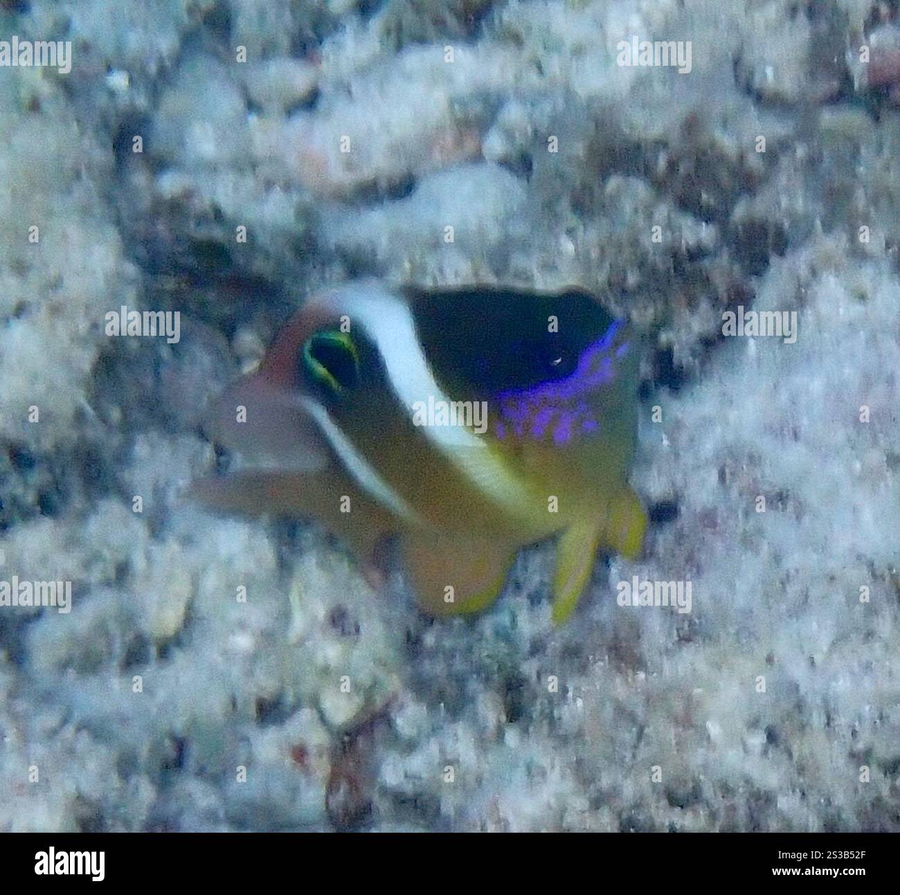 Monarch Damsel (Dischistodus pseudochrysopoecilus Stock Photo - Alamy