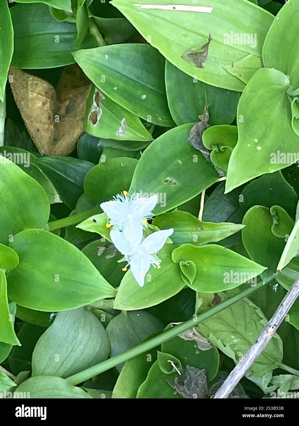 small-leaf spiderwort (Tradescantia fluminensis Stock Photo - Alamy