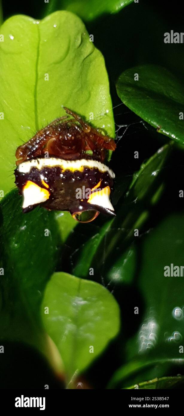 Two-spined spider (Poecilopachys australasia Stock Photo - Alamy