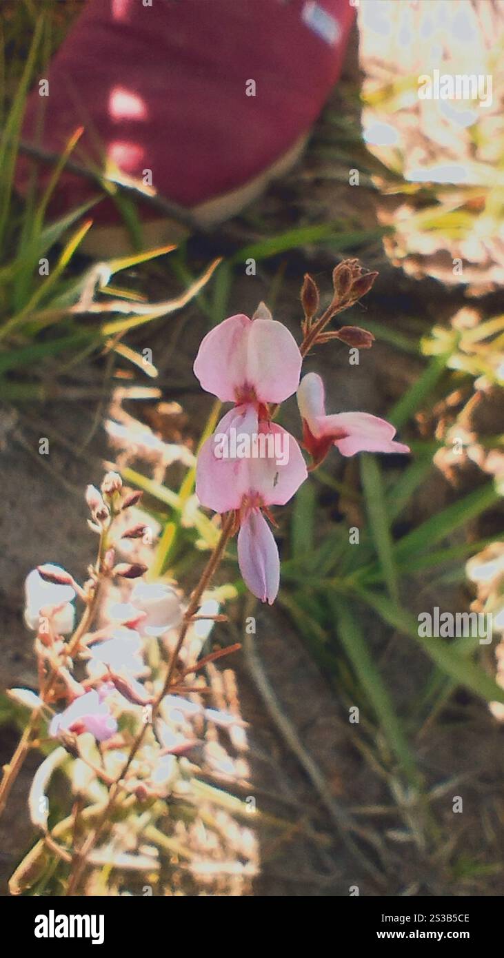 creeping beggarweed (Desmodium incanum Stock Photo - Alamy