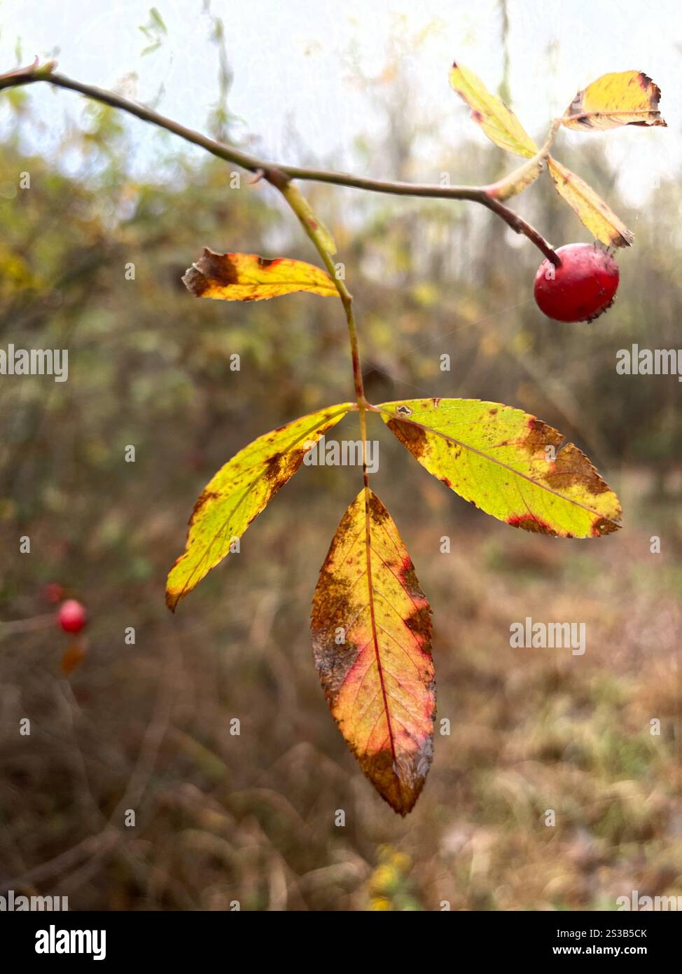 swamp rose (Rosa palustris Stock Photo - Alamy
