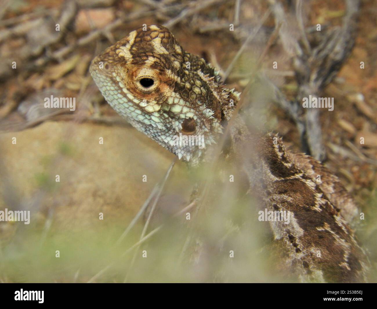 Western Ground Agama (Agama aculeata aculeata Stock Photo - Alamy