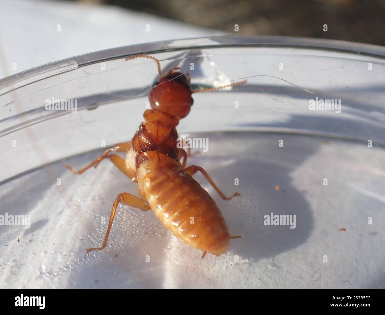 Pacific Dampwood Termite (Zootermopsis angusticollis Stock Photo - Alamy