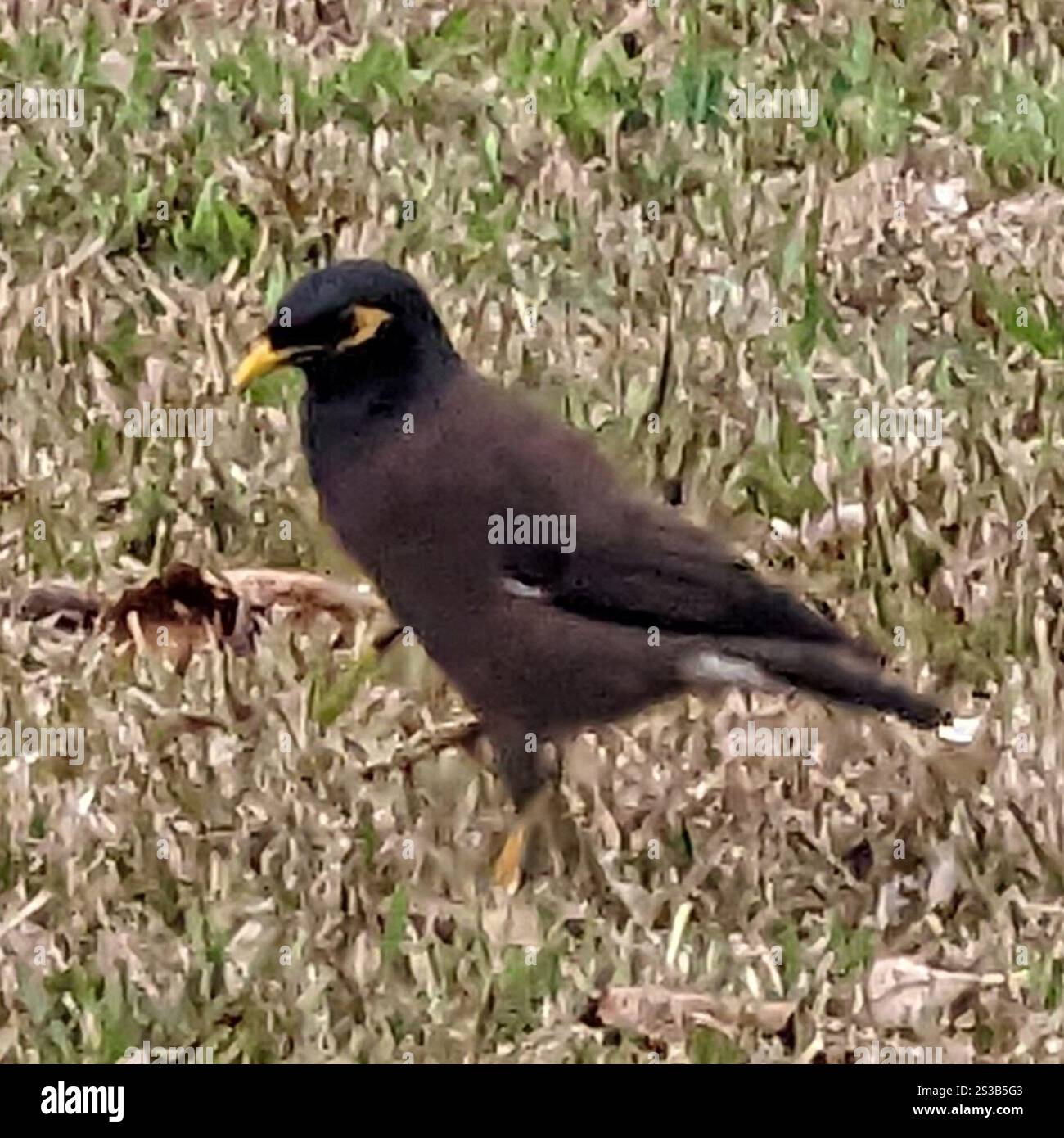 Common Myna (Acridotheres tristis Stock Photo - Alamy