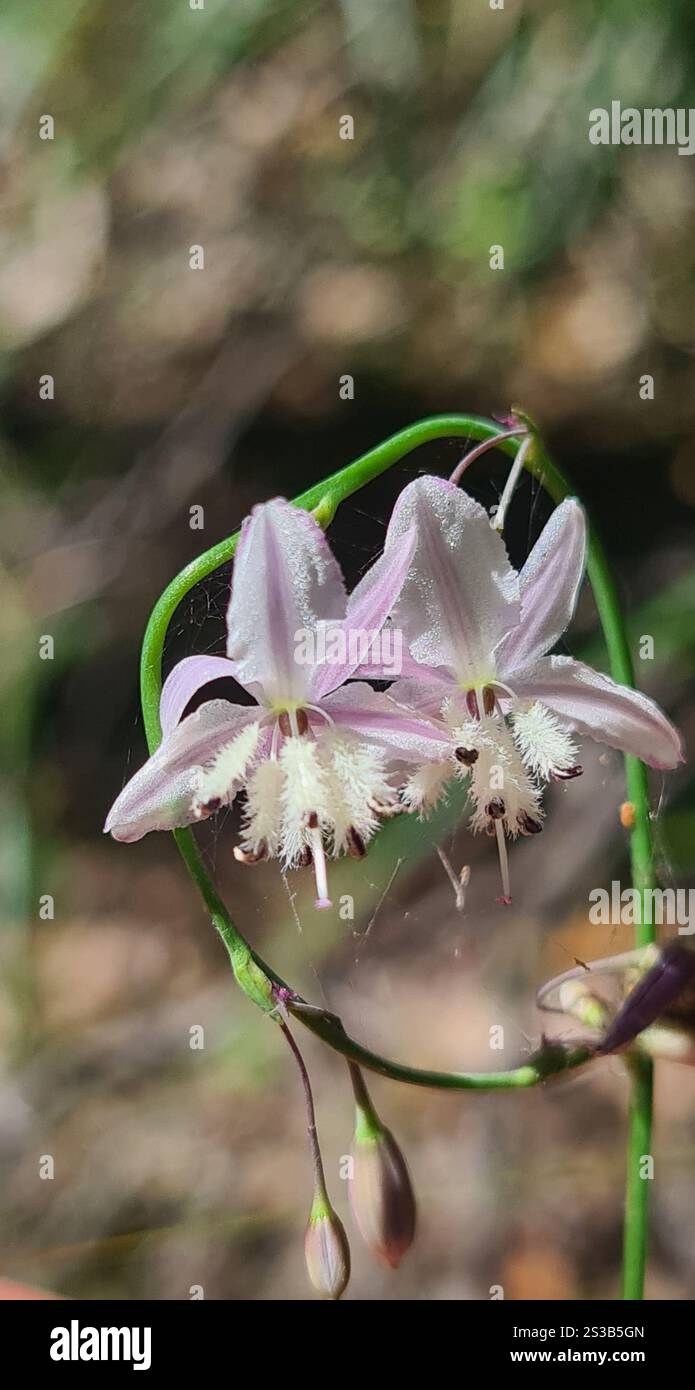Arthropodium milleflorum hi-res stock photography and images - Alamy