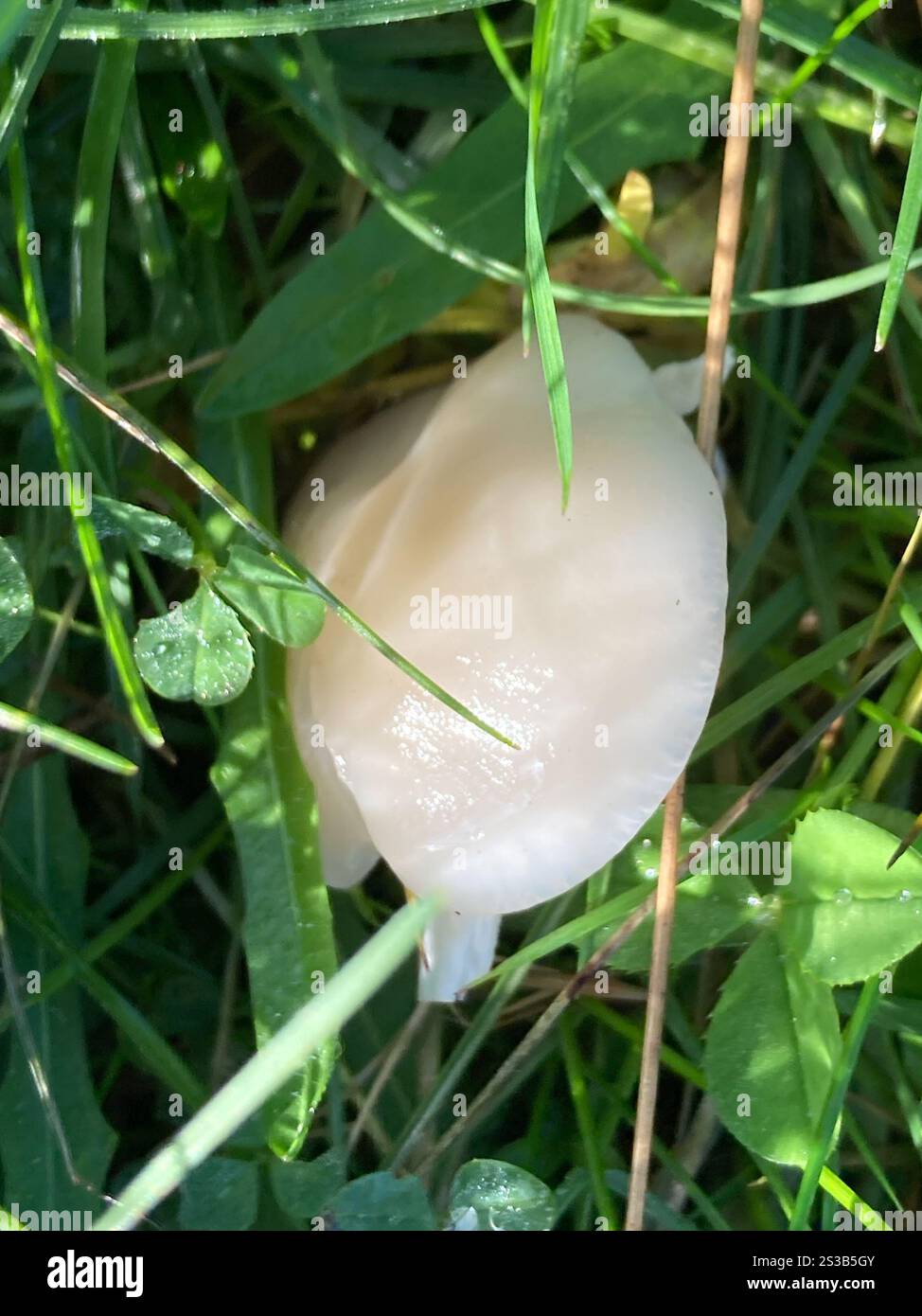 Snowy Waxcap (Cuphophyllus virgineus Stock Photo - Alamy