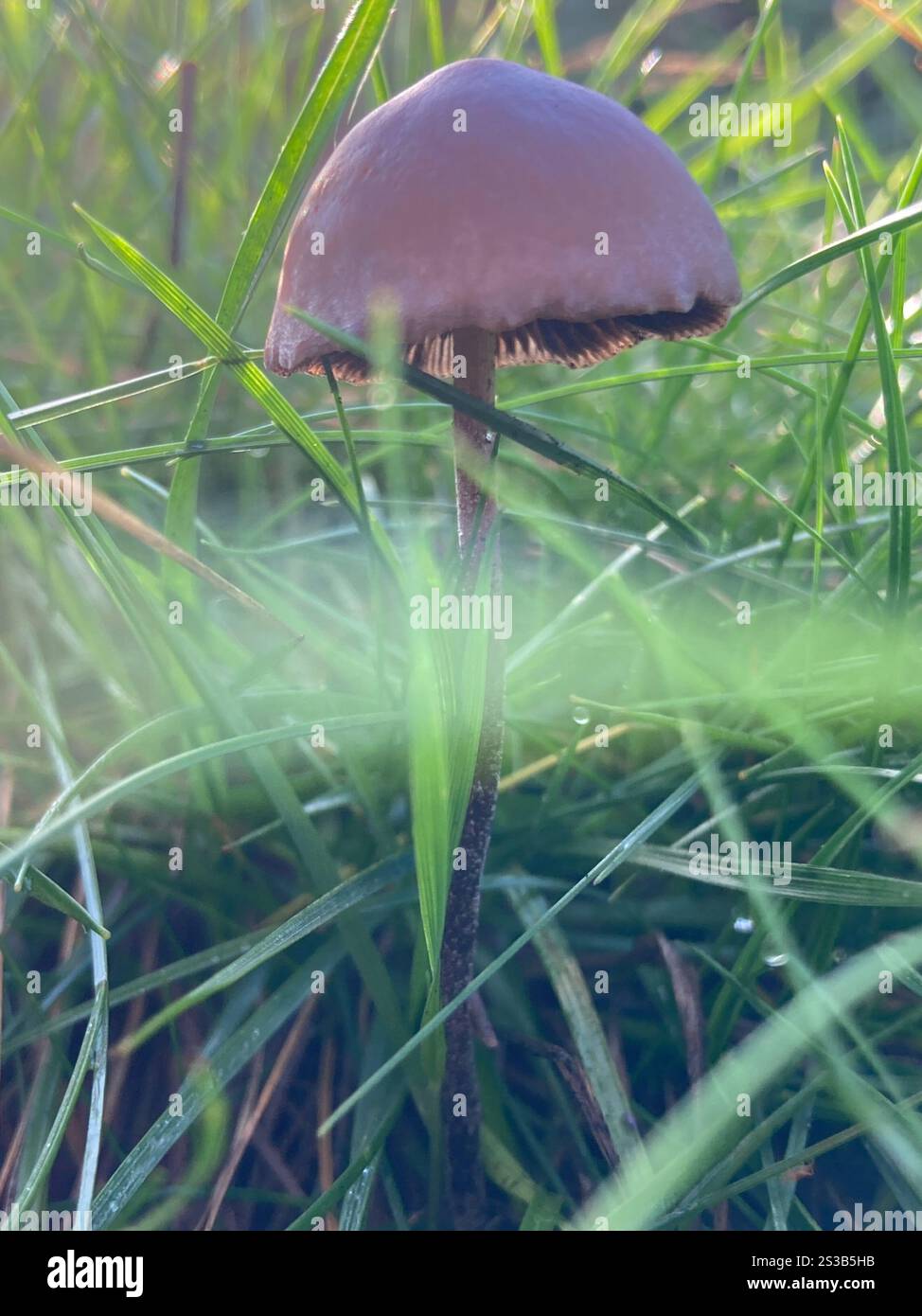 Mower's Mushroom (Panaeolus foenisecii Stock Photo - Alamy