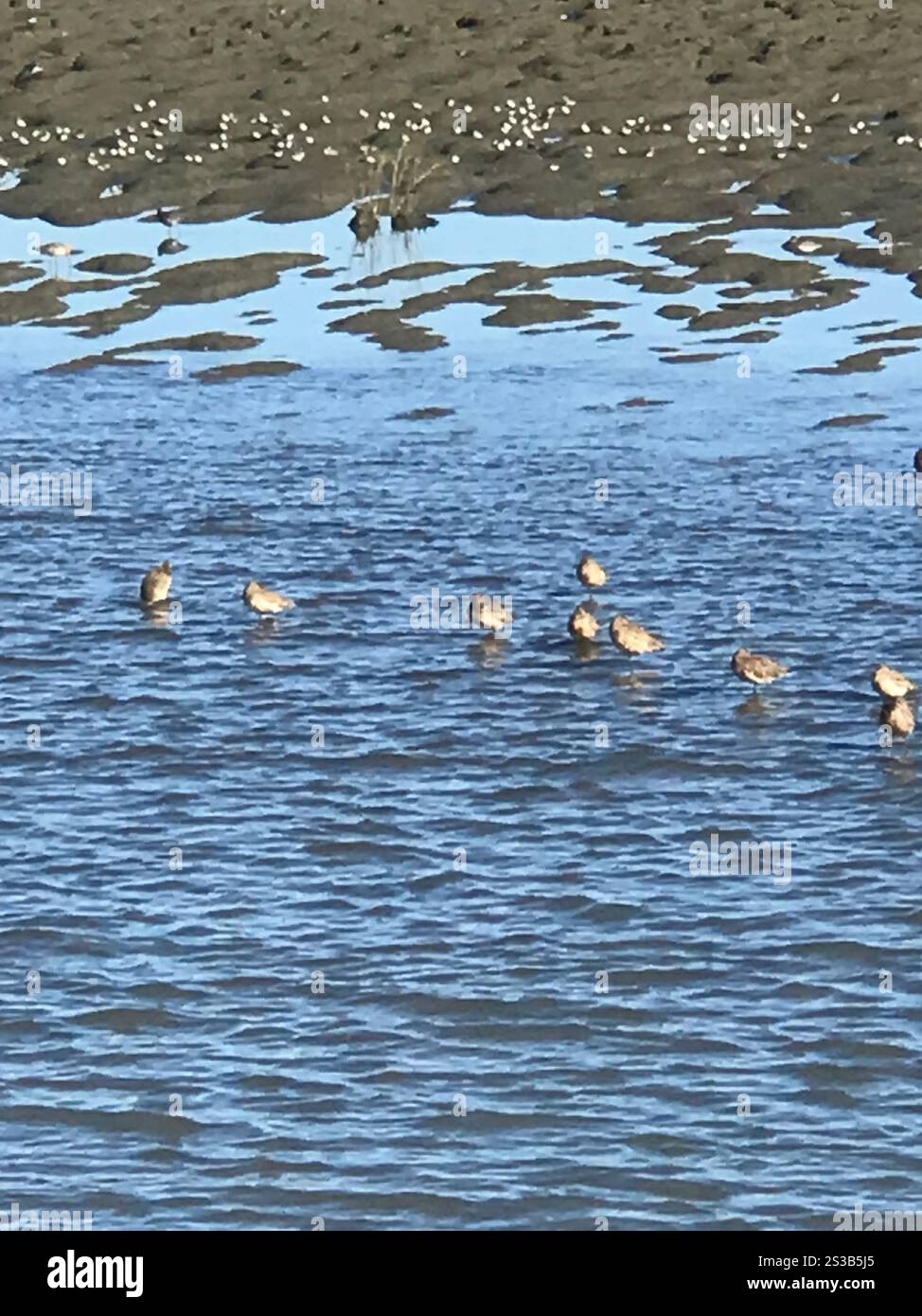 Marbled Godwit (Limosa fedoa Stock Photo - Alamy