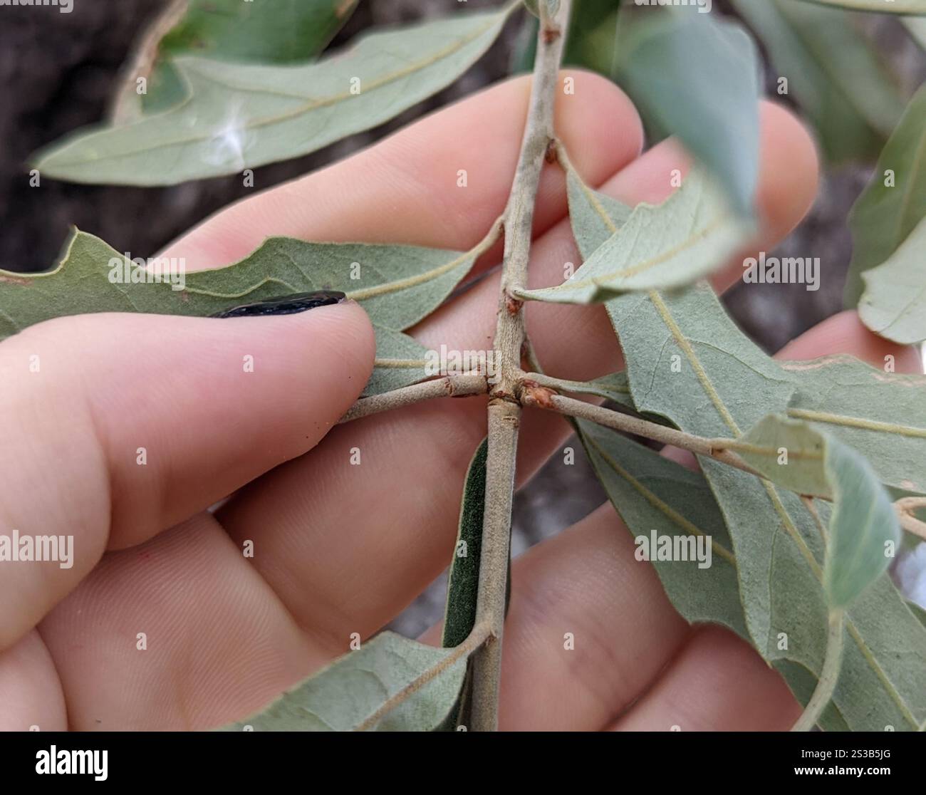 bluejack oak (Quercus incana Stock Photo - Alamy