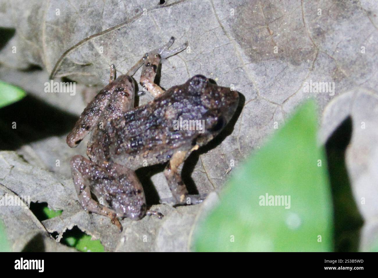 Northern Rainfrogs (Craugastor Stock Photo - Alamy