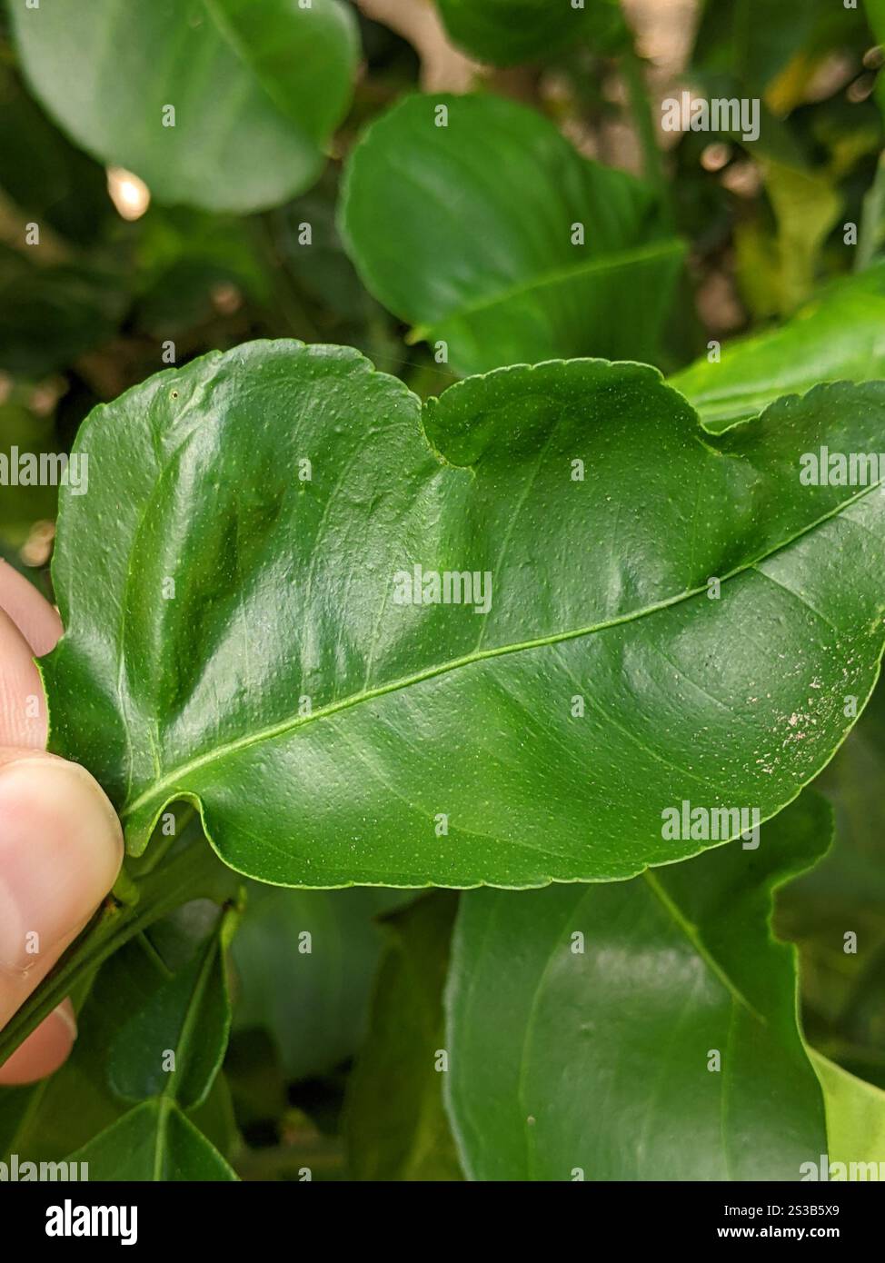 Citrus Bud Mite (Aceria sheldoni Stock Photo - Alamy