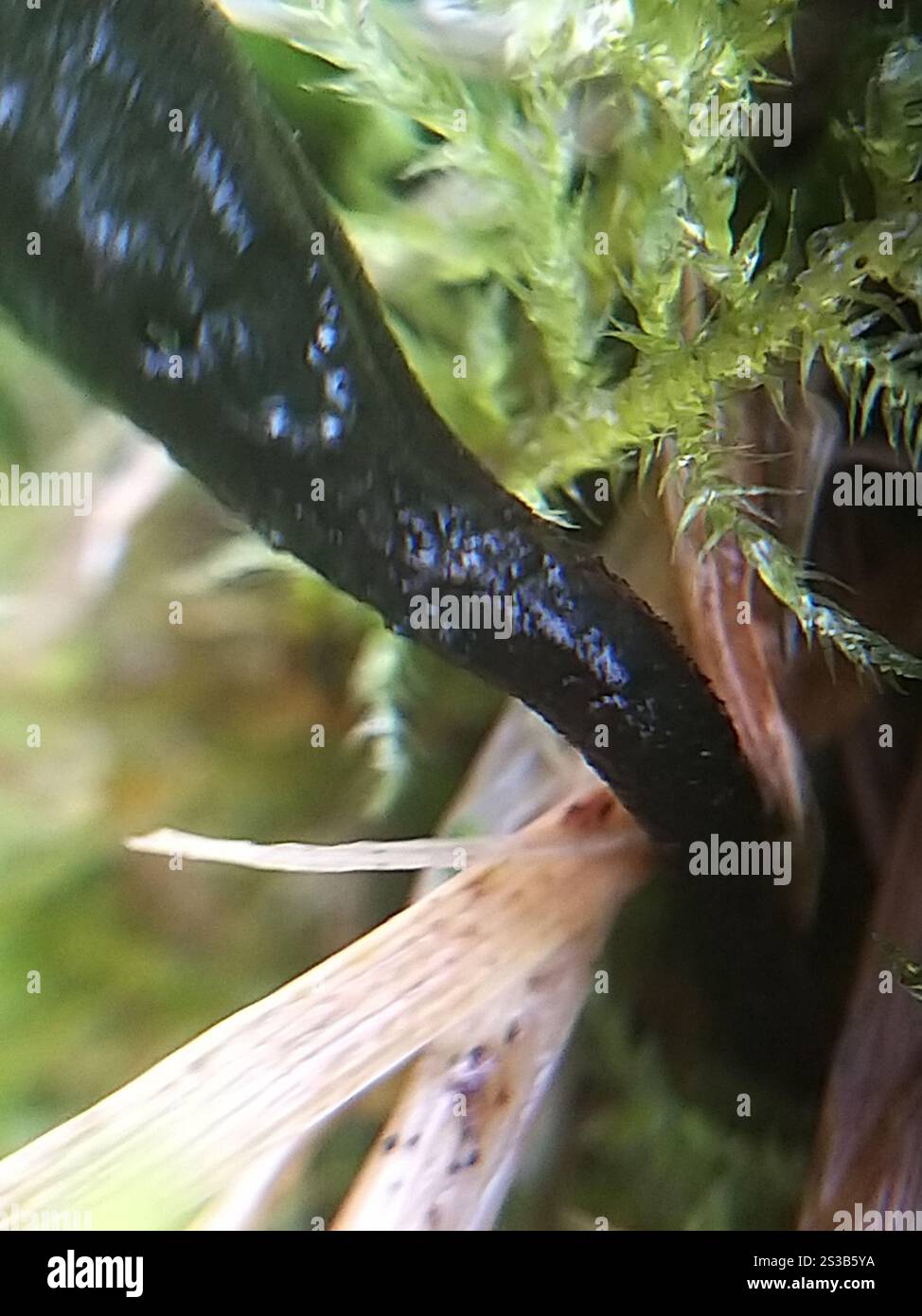 Earth Tongues (Geoglossum Stock Photo - Alamy