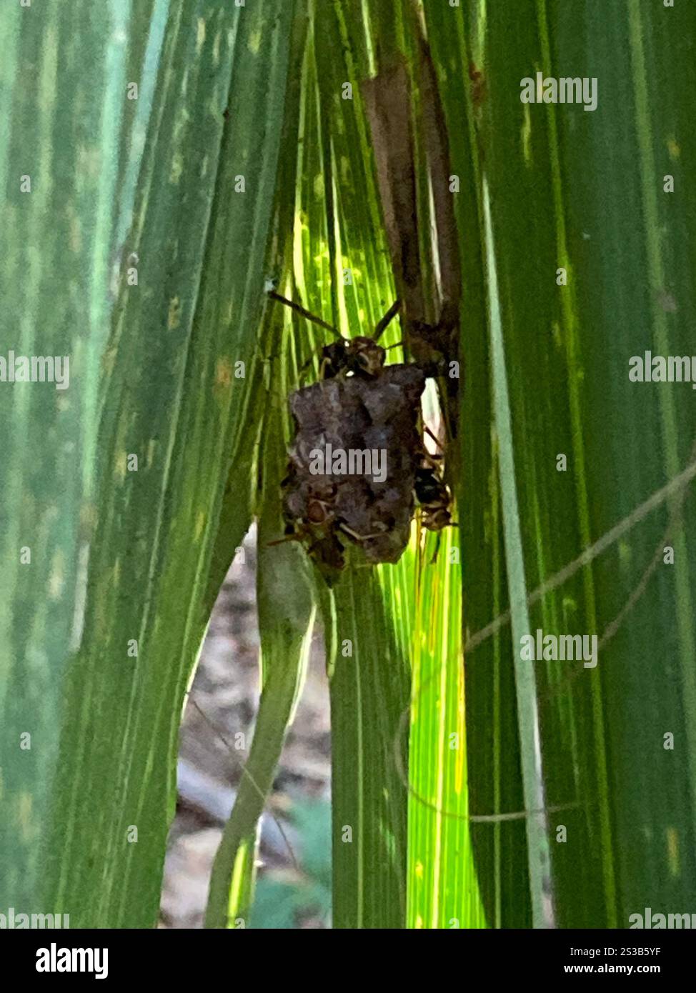 Mexican Paper Wasp (Mischocyttarus mexicanus Stock Photo - Alamy