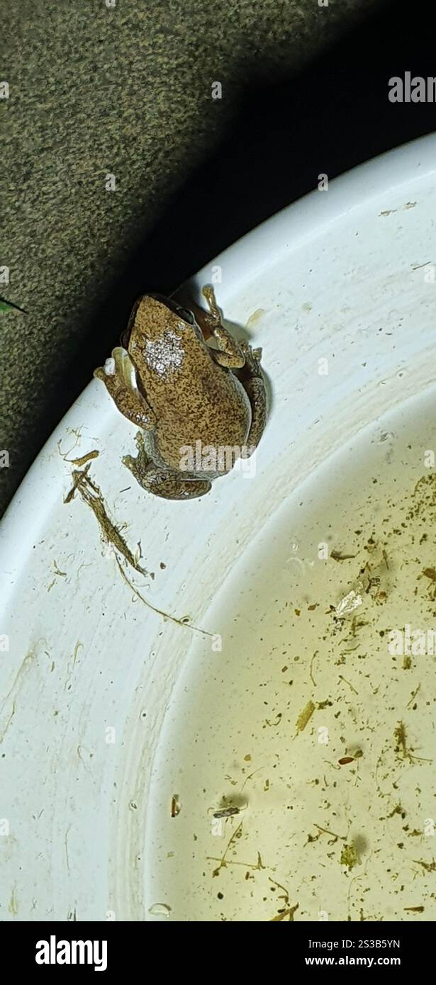 Desert Tree Frog (Litoria rubella Stock Photo - Alamy